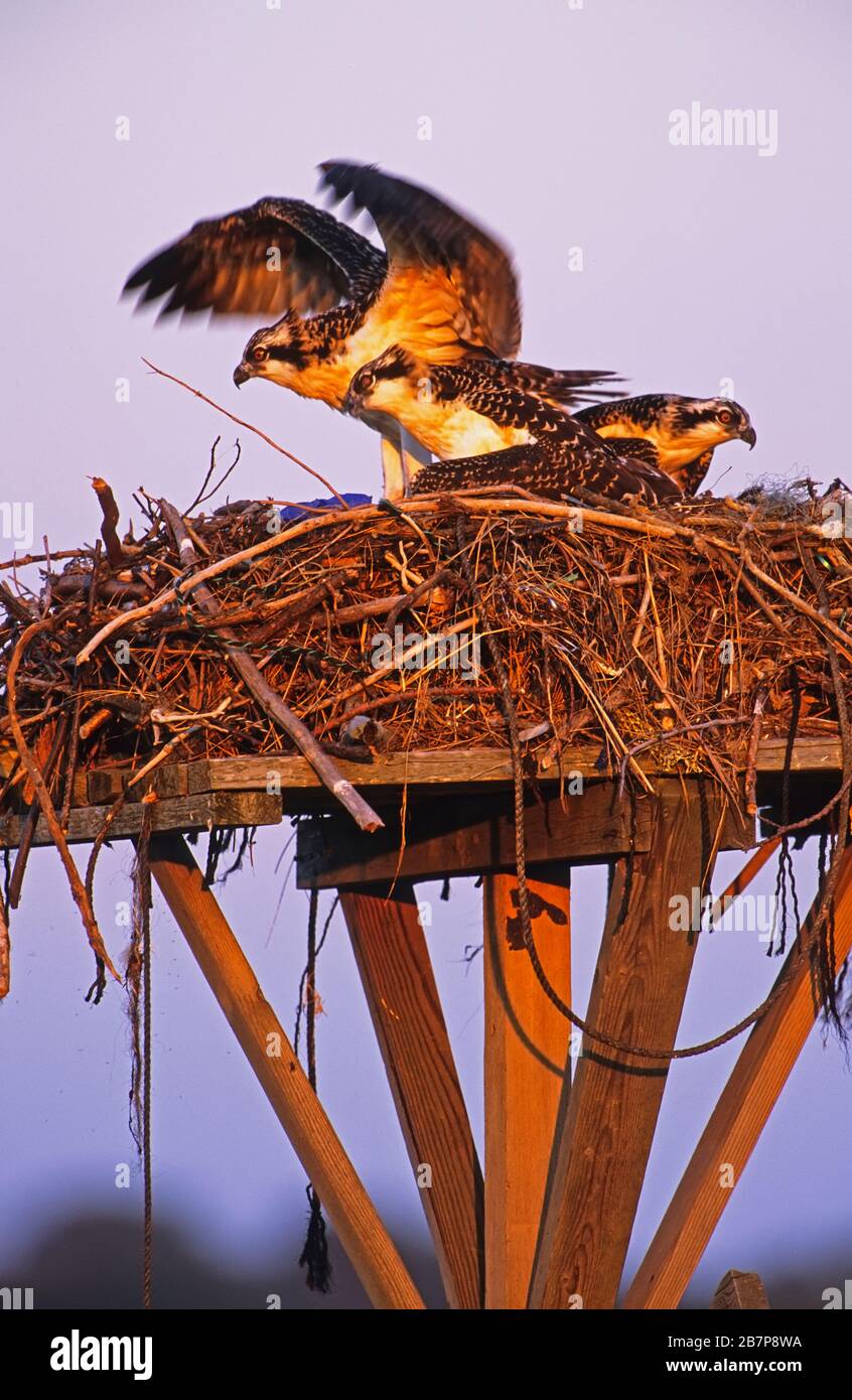 Ospreys at nest in golden light Stock Photo - Alamy