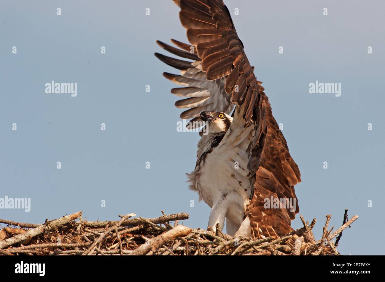 Osprey warding off attacking easter kingbird Stock Photo - Alamy