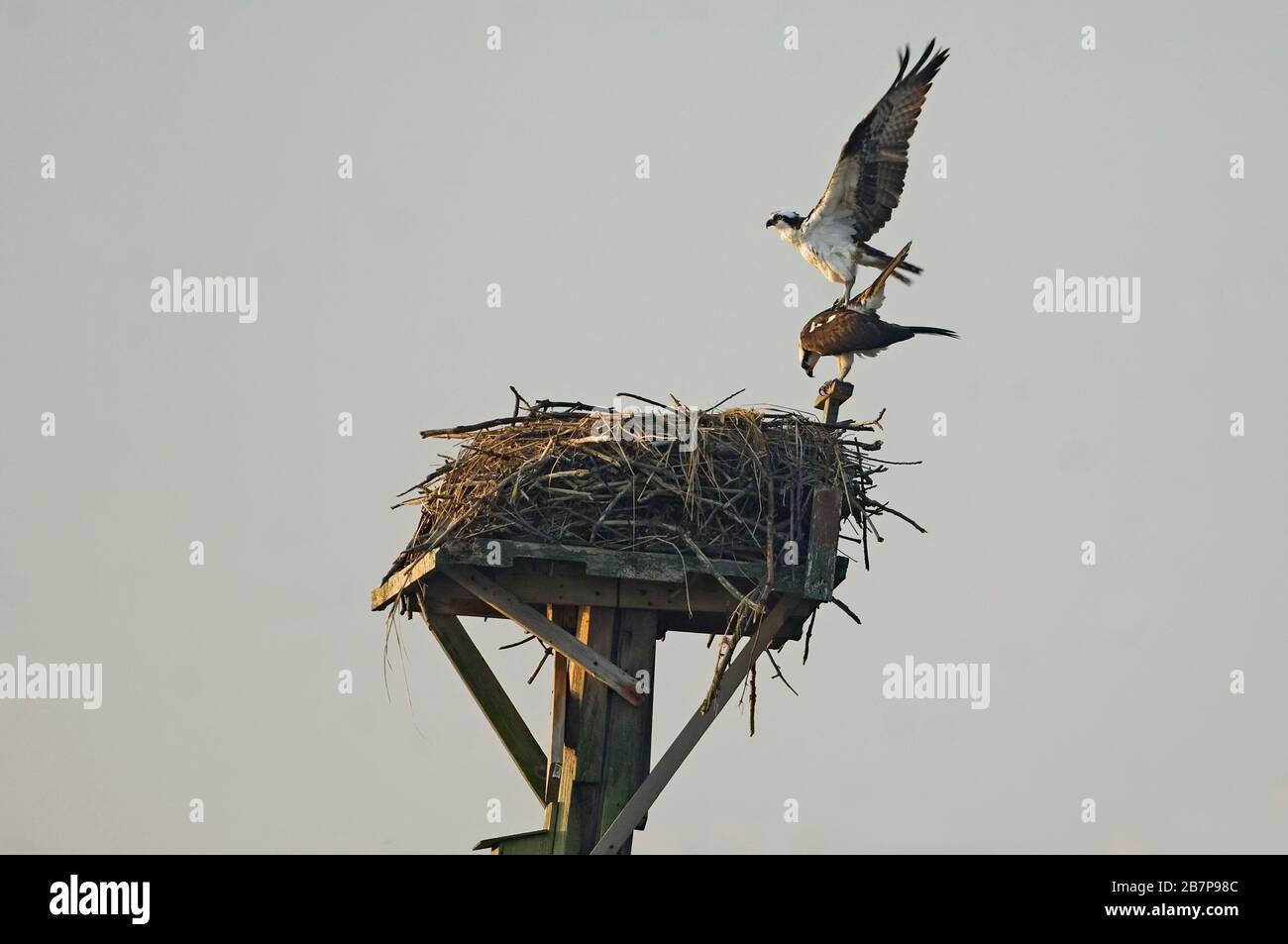 Ospreys hi-res stock photography and images - Alamy