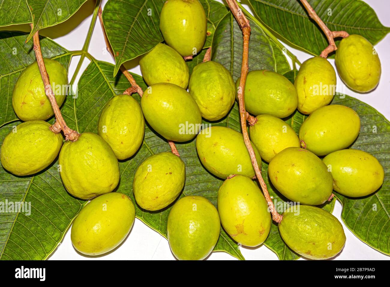 Adavi High Resolution Stock Photography and Images - Alamy
