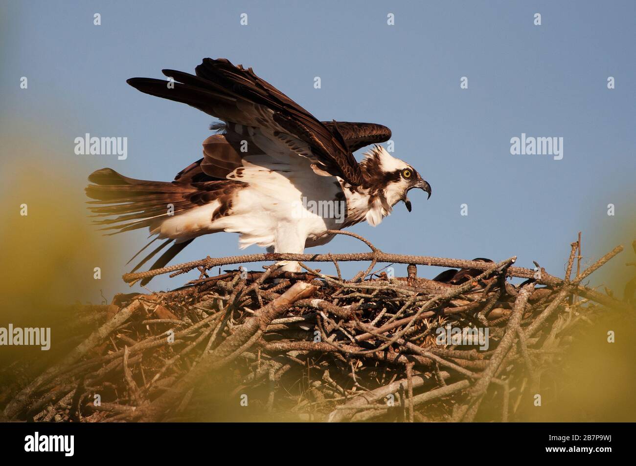 Nesting osprey hi-res stock photography and images - Alamy