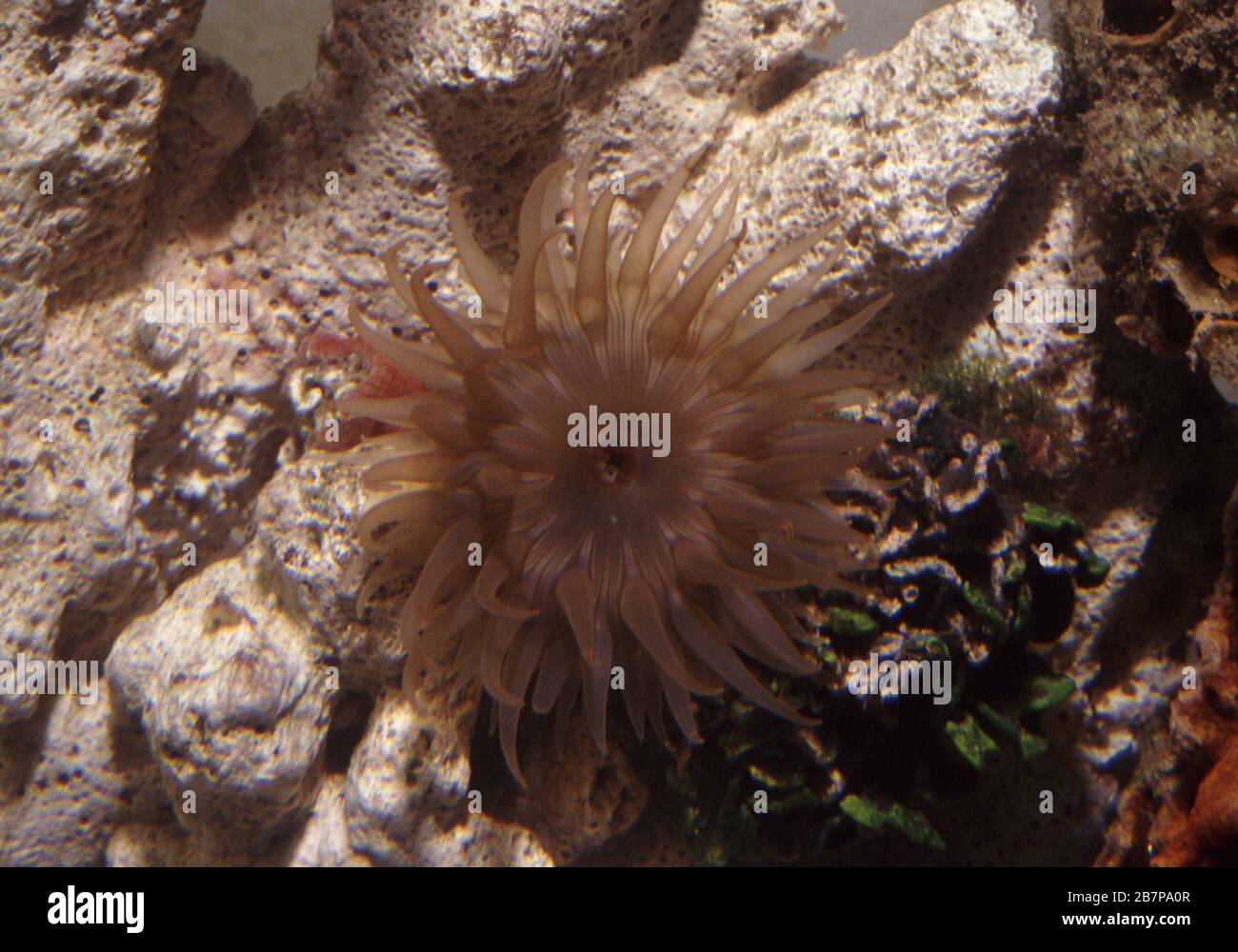 Gem anemone, Aulactinia (Bunodactis) verrucosa Stock Photo - Alamy