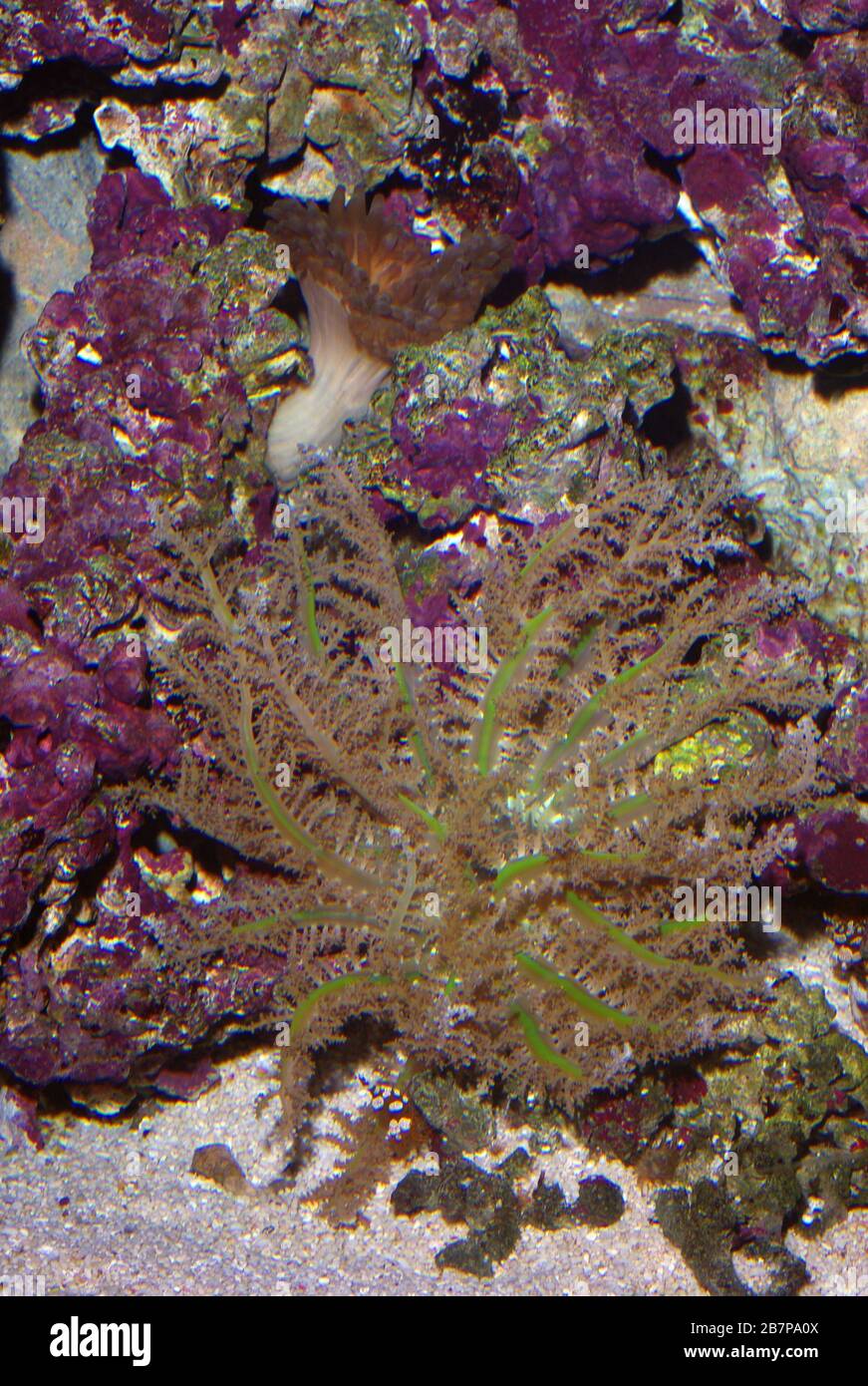 Hell's fire anemone, Actinodendron plumosum Stock Photo - Alamy