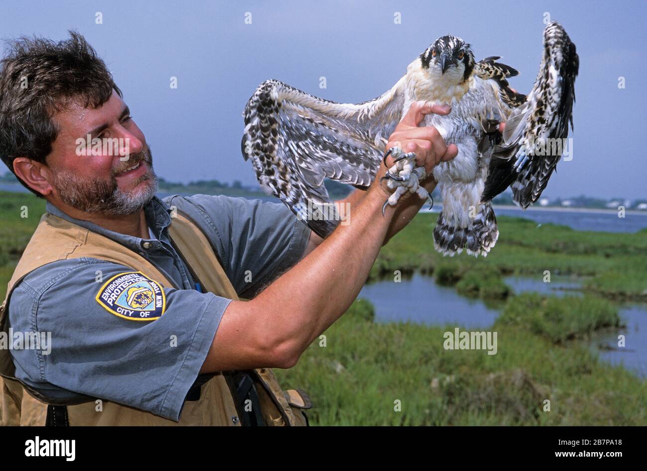 Biologist with osprey fledgling Stock Photo - Alamy