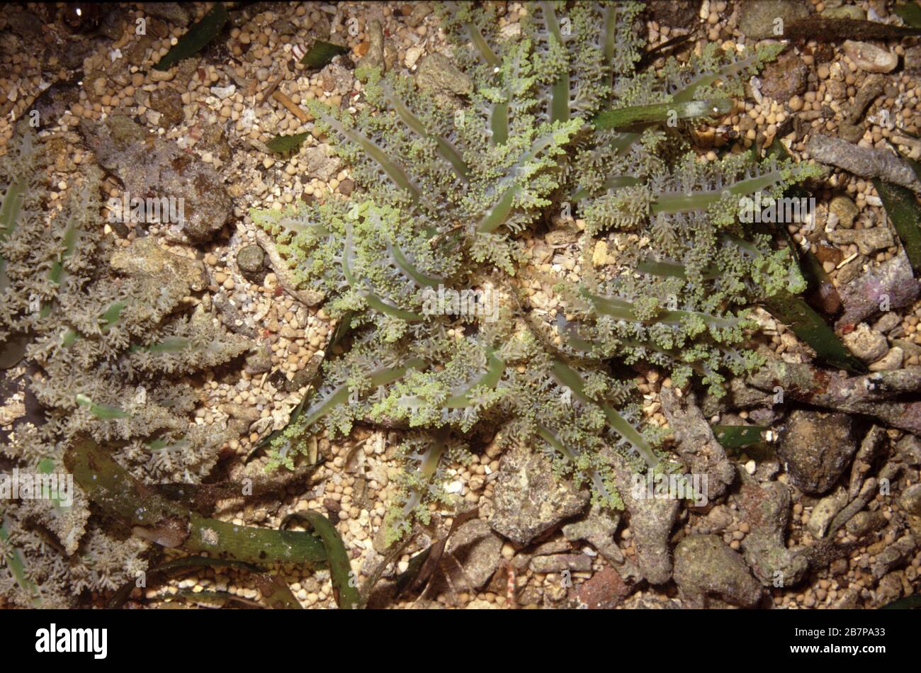 Hell's fire anemone, Actinodendron plumosum Stock Photo - Alamy