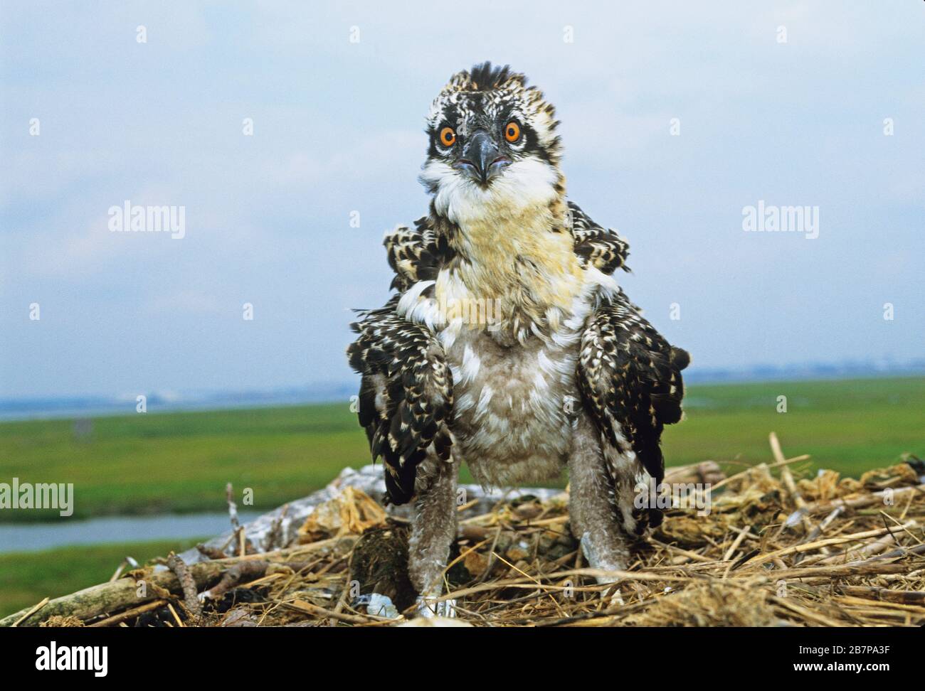 Osprey fledgling on nest Stock Photo - Alamy