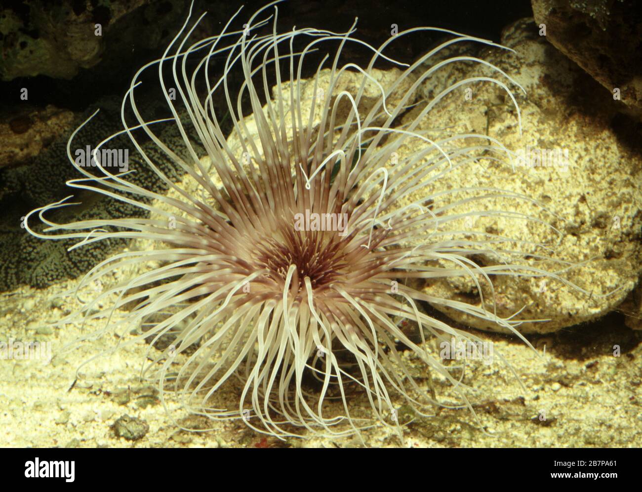 Mediterranean tube dwelling anemone, Cerianthus membranaceus Stock ...