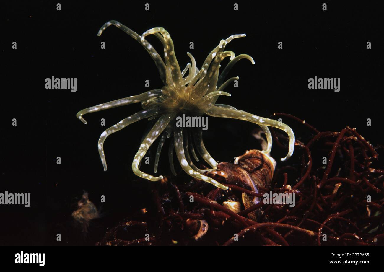 Walking posidonian anemone, Paranemonia cinerea Stock Photo - Alamy