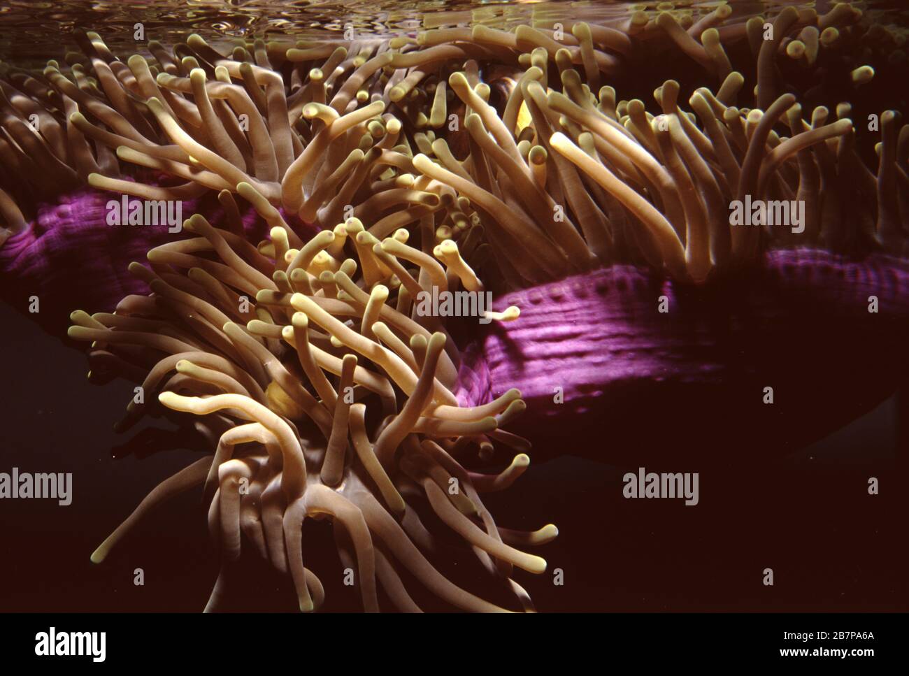 Magnificent sea anemone, Heteractis magnifica Stock Photo - Alamy