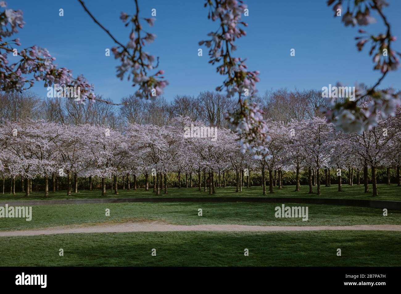 Kersenbloesempark translation flower park There are 400 cherry trees in ...