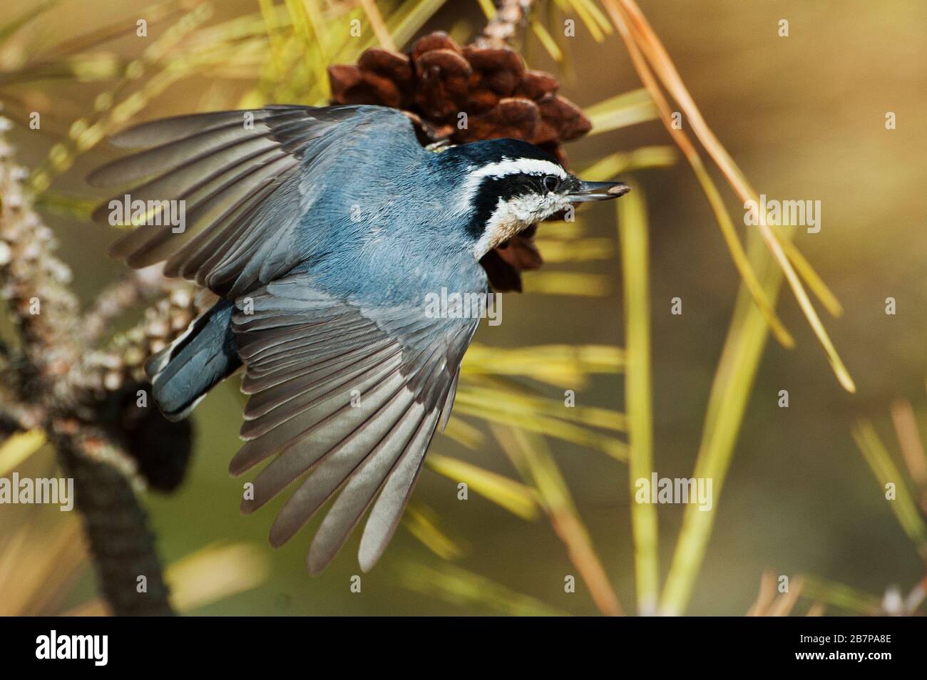 Red Breasted Nuthatch Flying