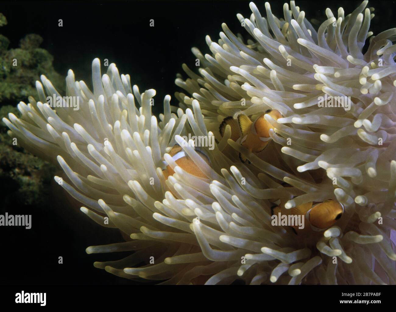 Magnificent anemone (Heteractis magnifica) and its Clown anemonefishes ...