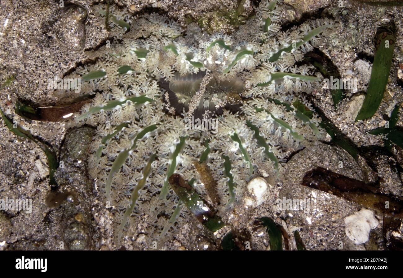 Hell's fire anemone, Actinodendron plumosum Stock Photo - Alamy