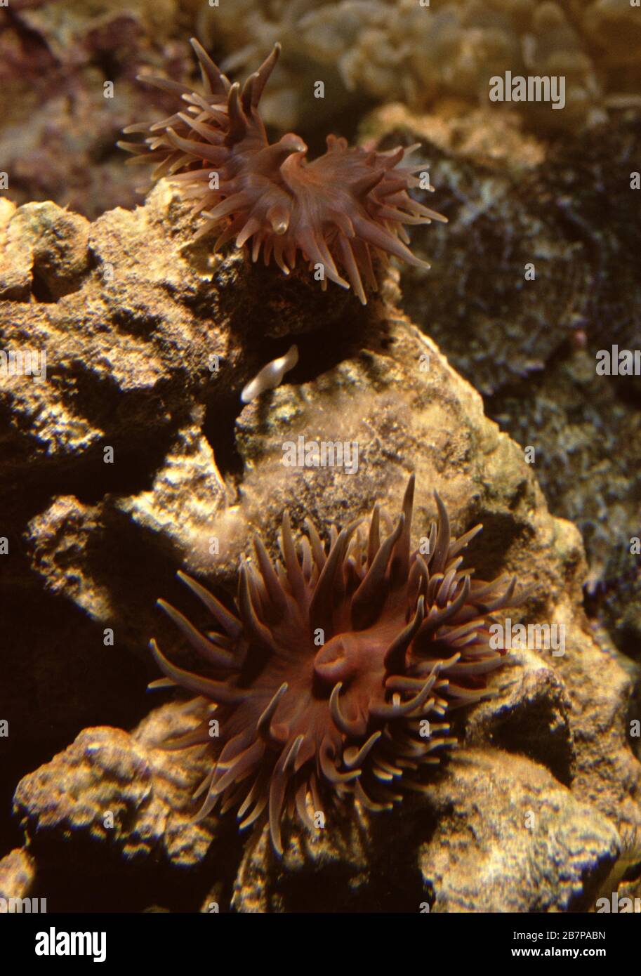 Manjano hi-res stock photography and images - Alamy