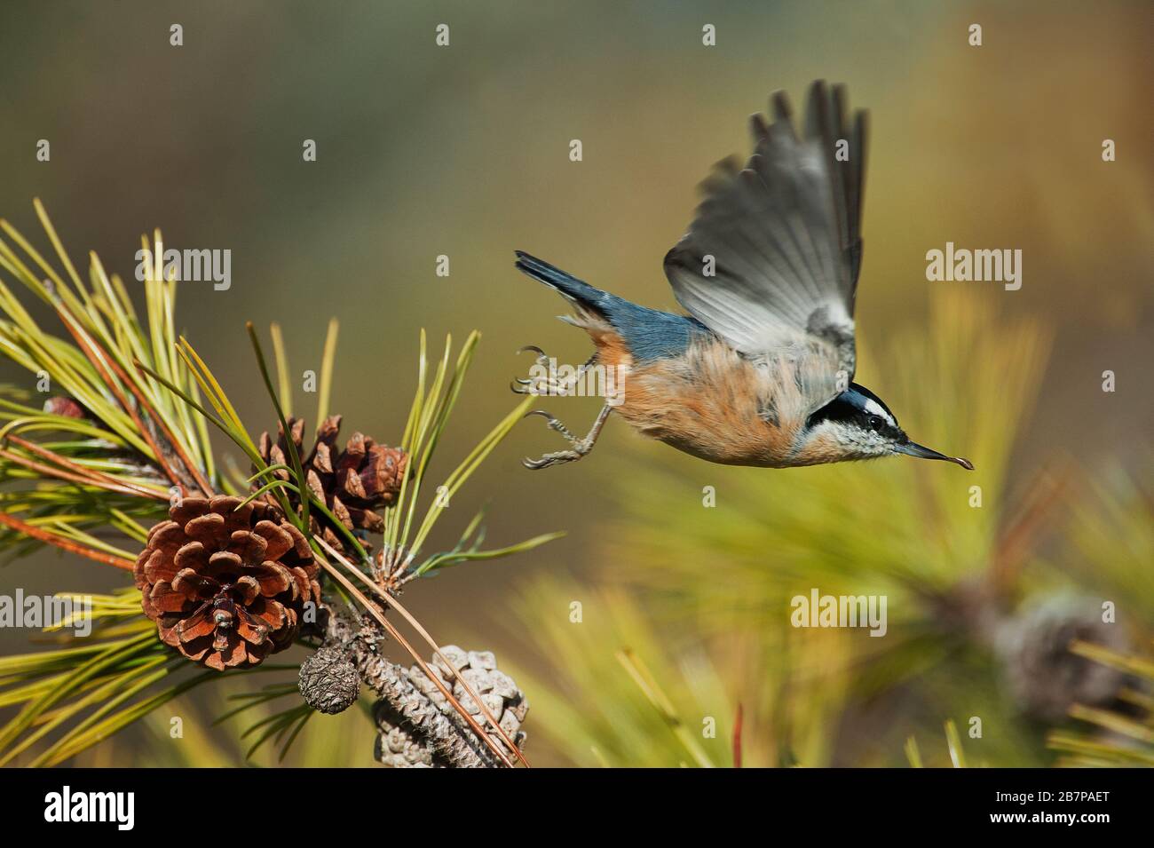Red Breasted Nuthatch Flying