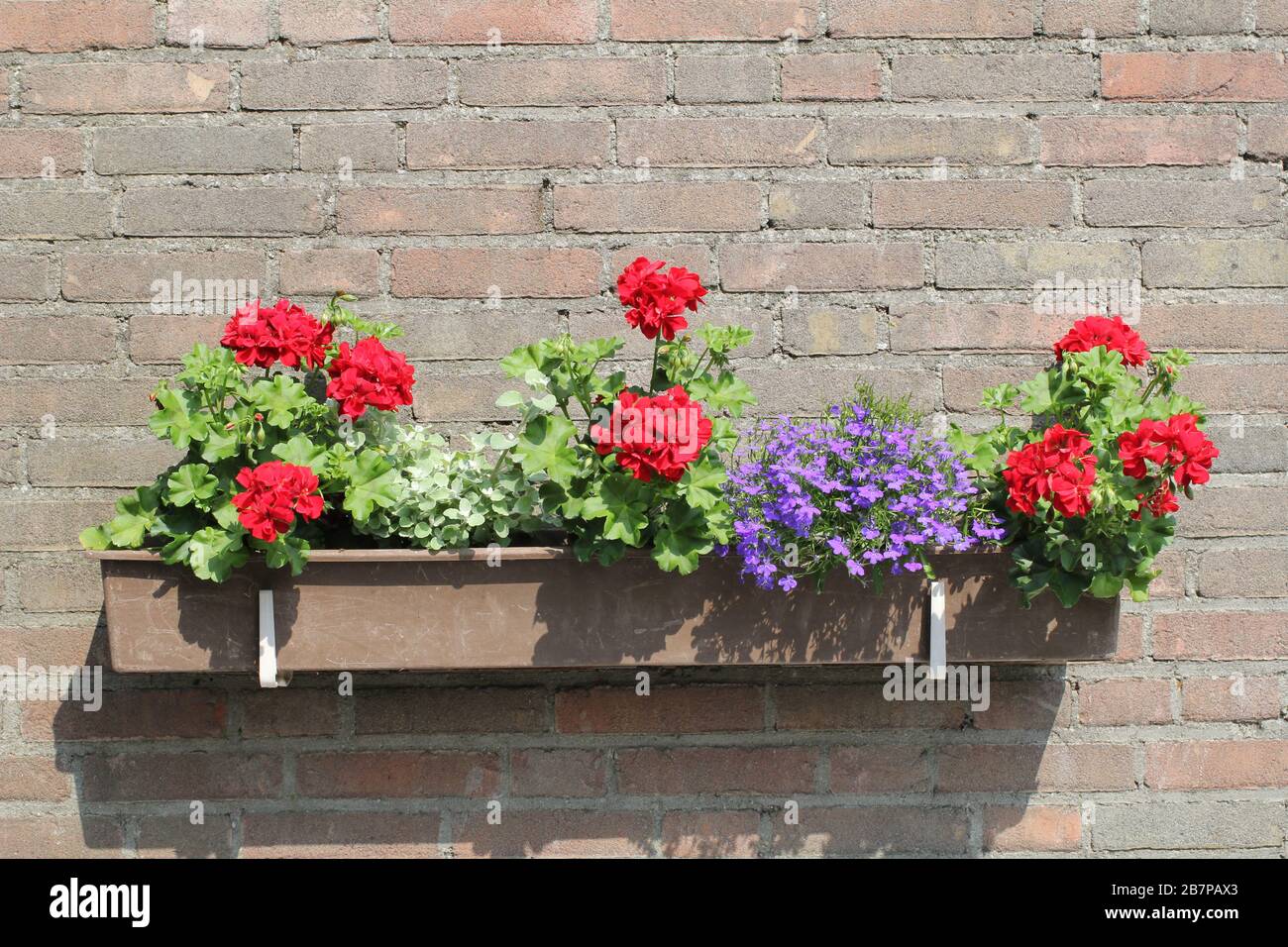a long flower pot at a wall with beautiful red geraniums and blue ...