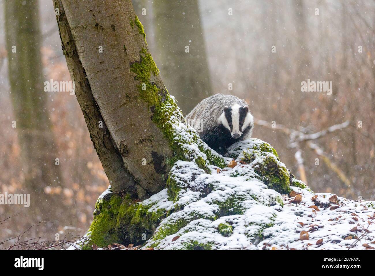 European Badger in the snow forest, animal in nature habitat. The ...