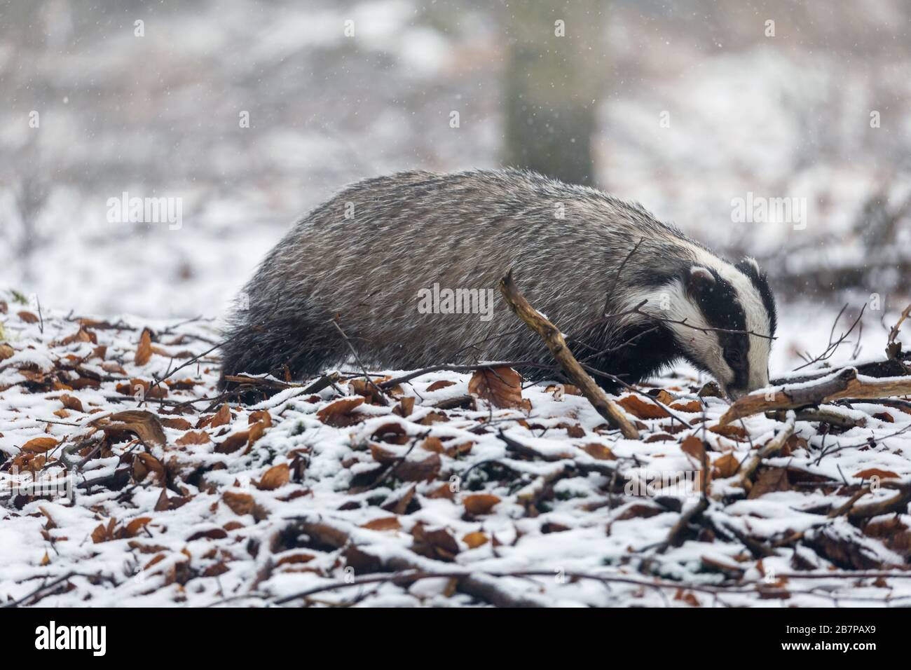 European badger in snow meles hi-res stock photography and images - Alamy