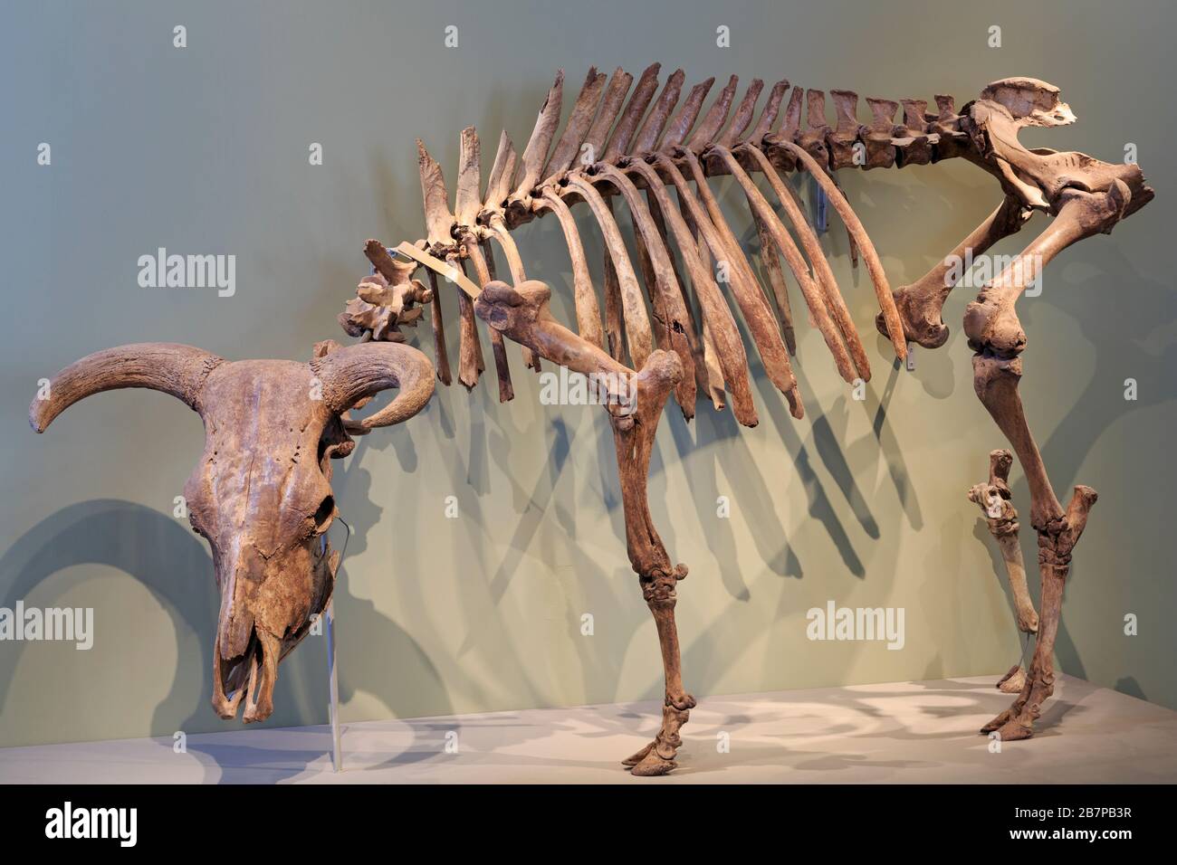 Auroch hi-res stock photography and images - Alamy