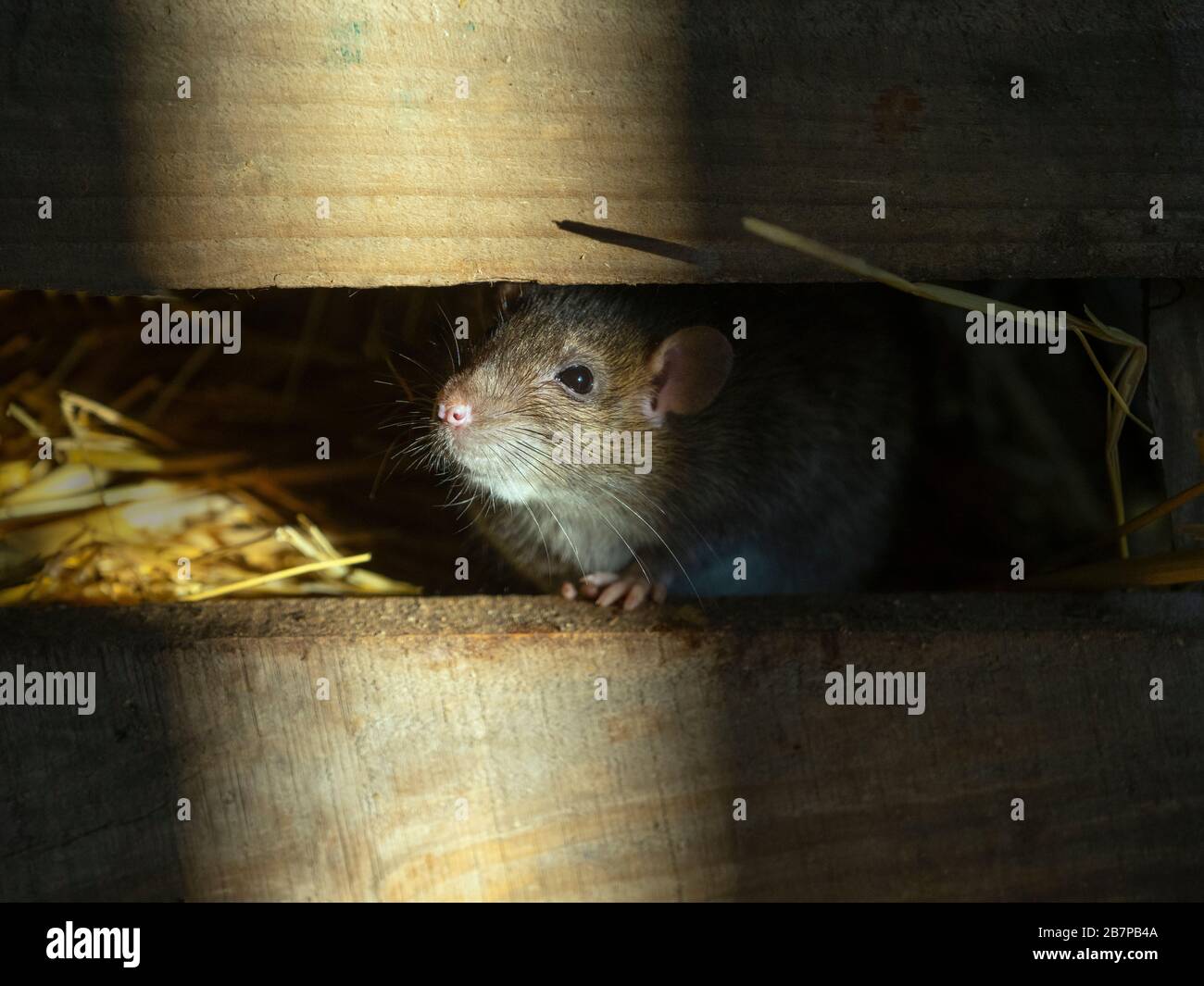 Brown Rats Rattus norvegicus in farm barn Stock Photo - Alamy