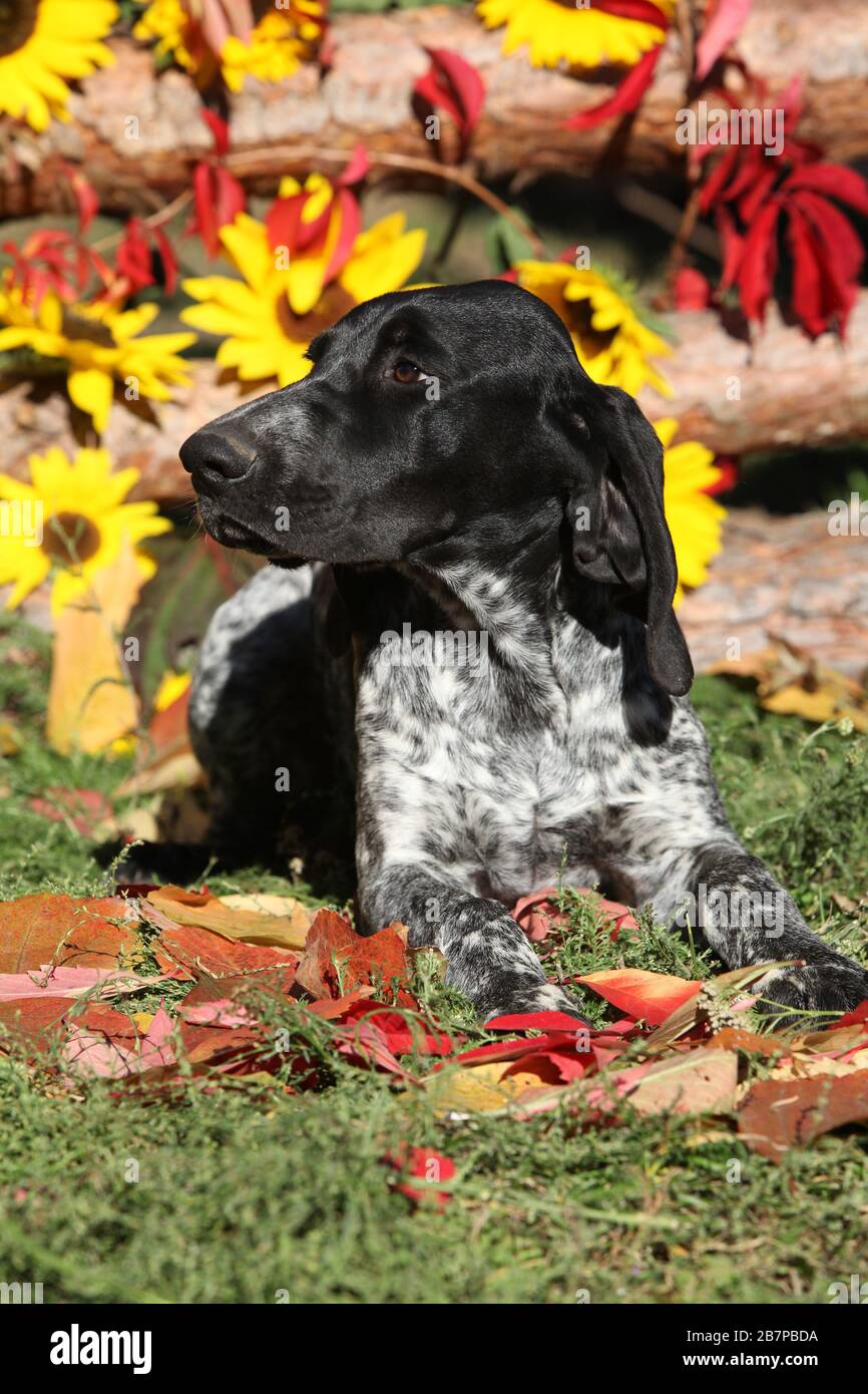 German shorthaired pointer flowers hi-res stock photography and images ...