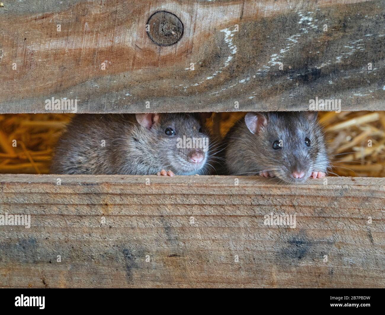 Brown Rats Rattus norvegicus in farm barn Stock Photo - Alamy