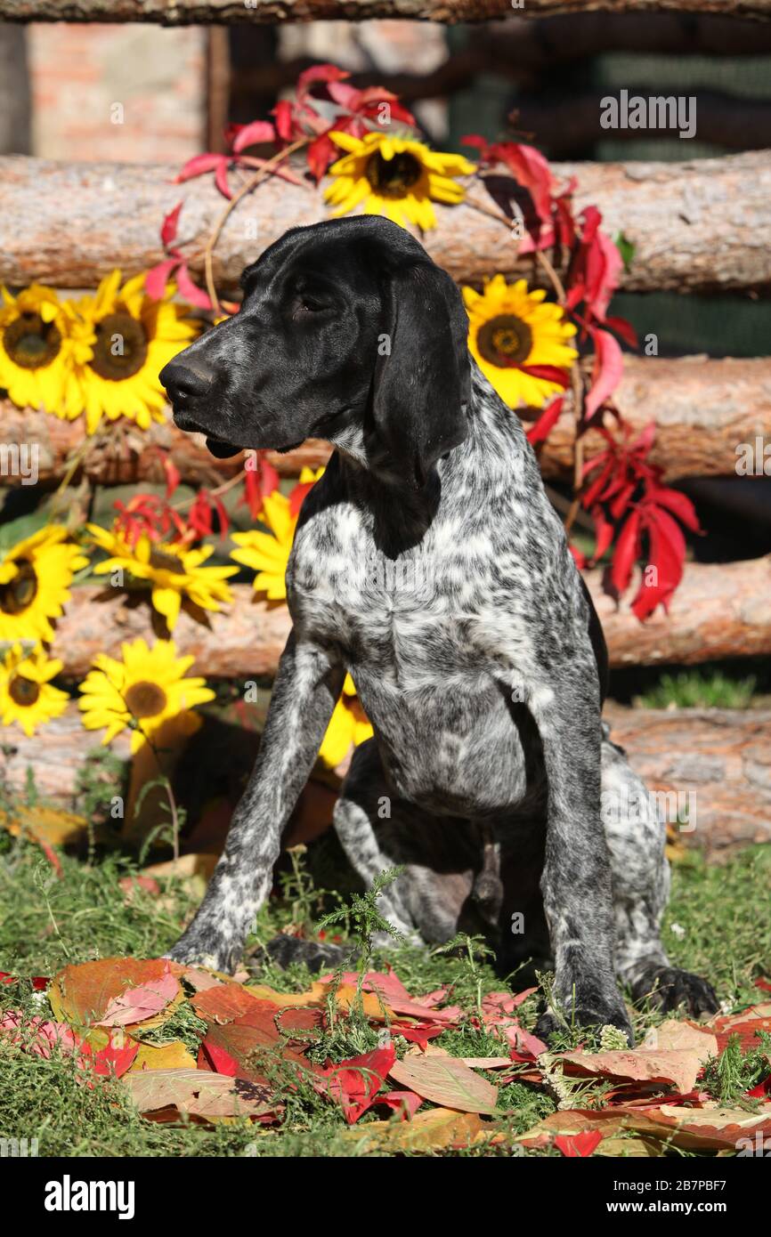 German shorthaired pointer flowers hi-res stock photography and images ...