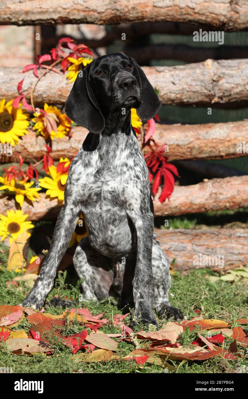 German shorthaired pointer flowers hi-res stock photography and images ...