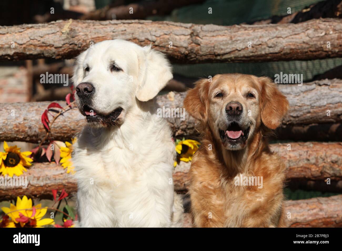 Two Golden retrievers with flowers in Autumn Stock Photo - Alamy