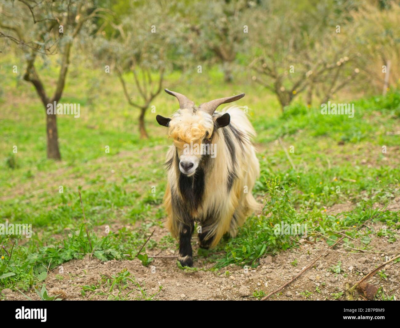 Sheep grass rome hi-res stock photography and images - Alamy