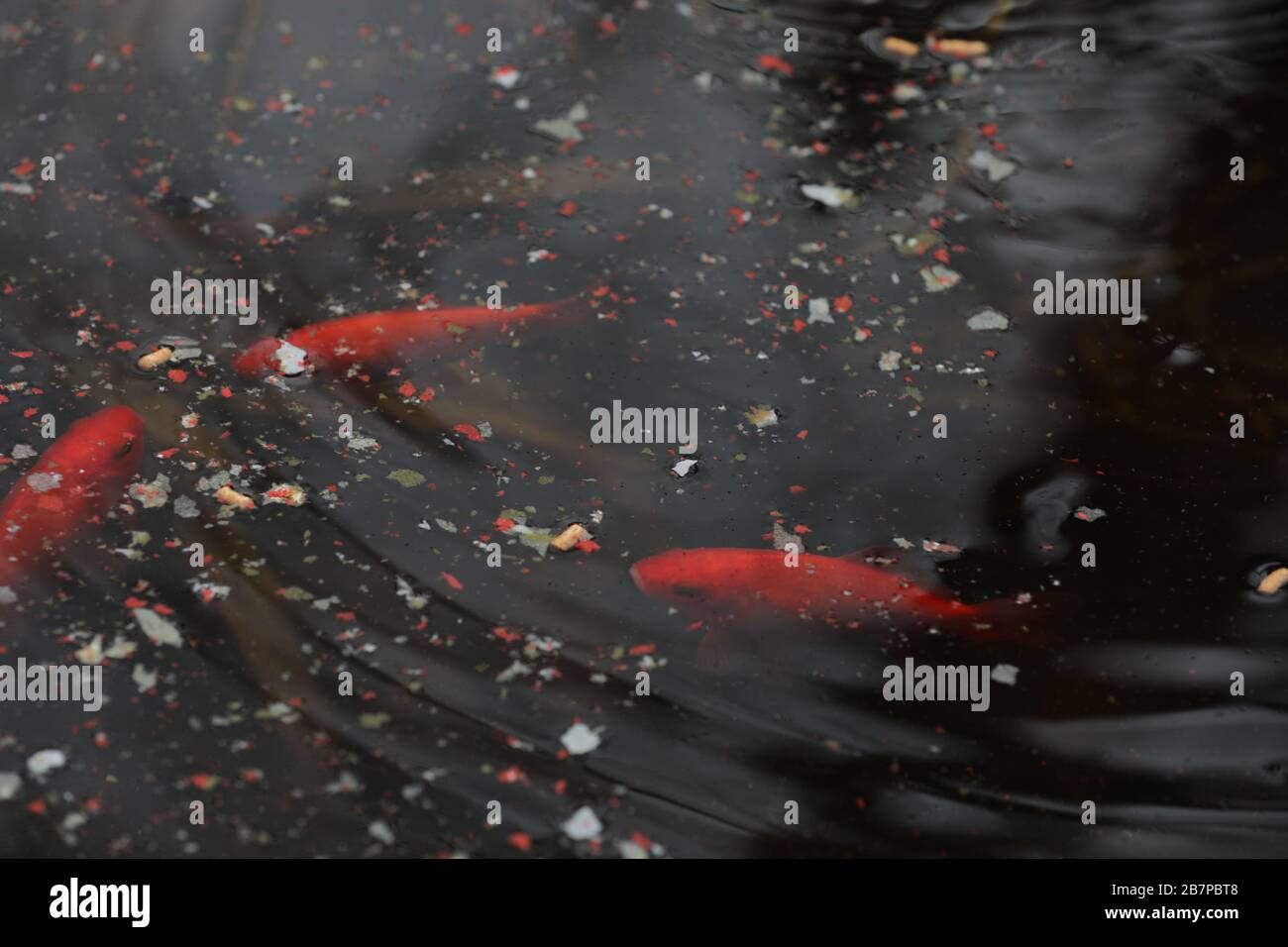 Gold fish in a pond Stock Photo - Alamy
