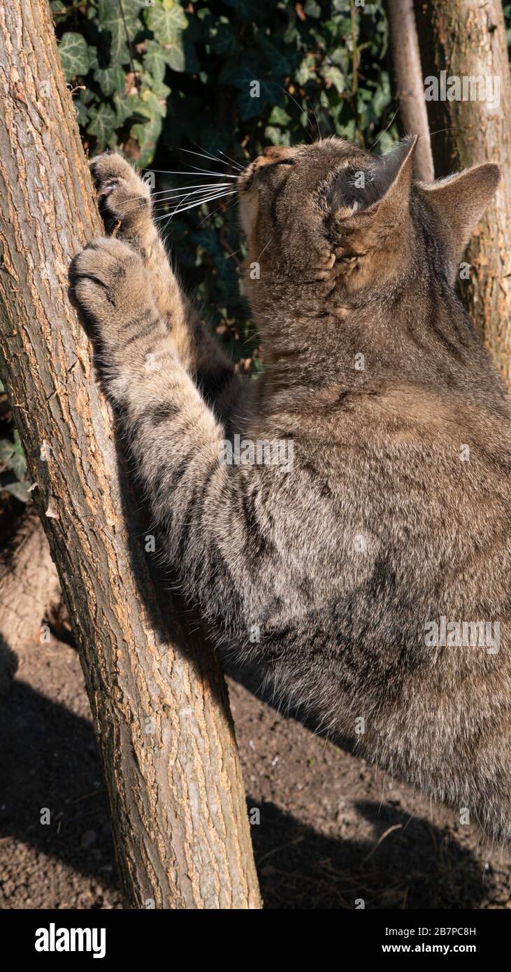 Sharpening claws at a tree hi-res stock photography and images - Alamy