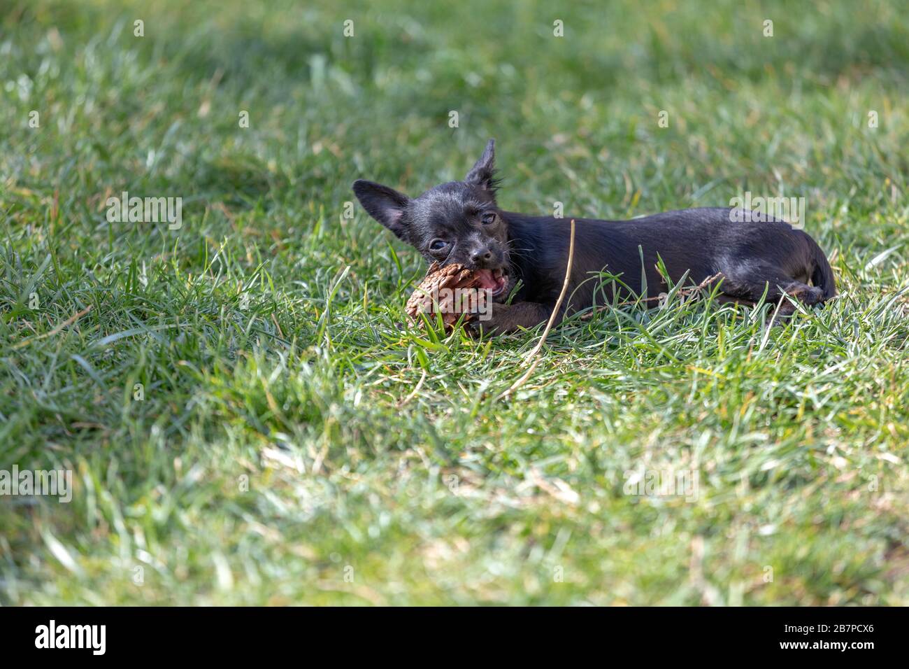 Chipoo dog hi-res stock photography and images - Alamy
