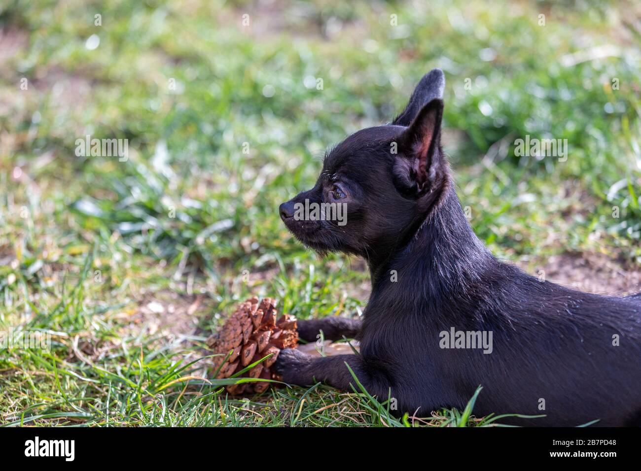 Chipoo dog hi-res stock photography and images - Alamy