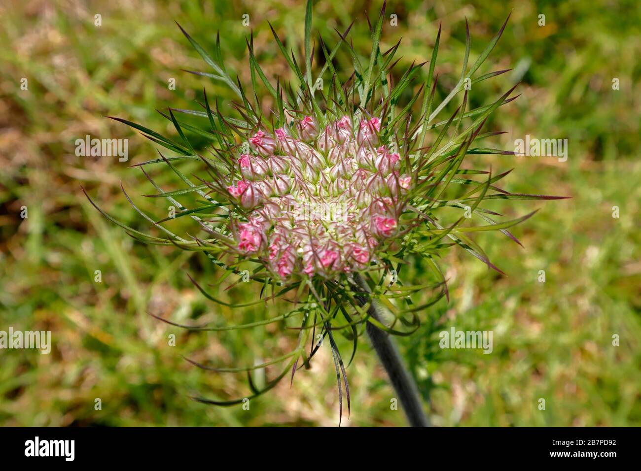 Flower blooming alongside the track at Te Henga Walkway. Auckland, New ...