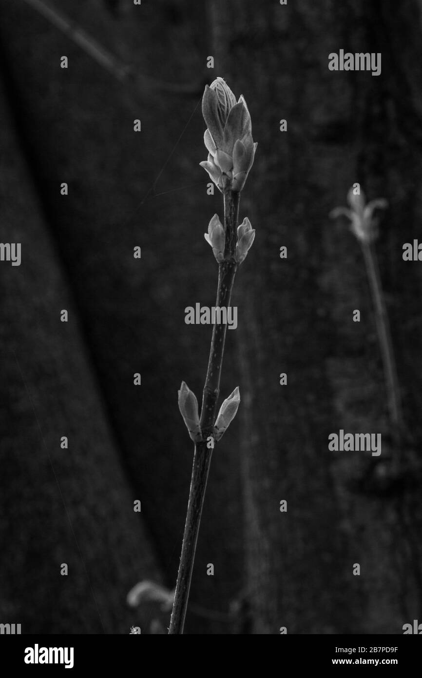 Close up shadow from branch hi-res stock photography and images - Alamy