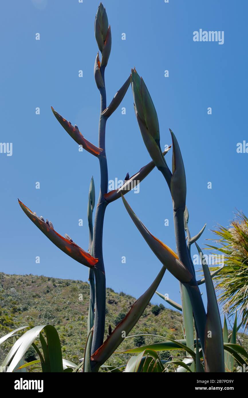 Flower blooming alongside the track at Te Henga Walkway. Auckland, New ...