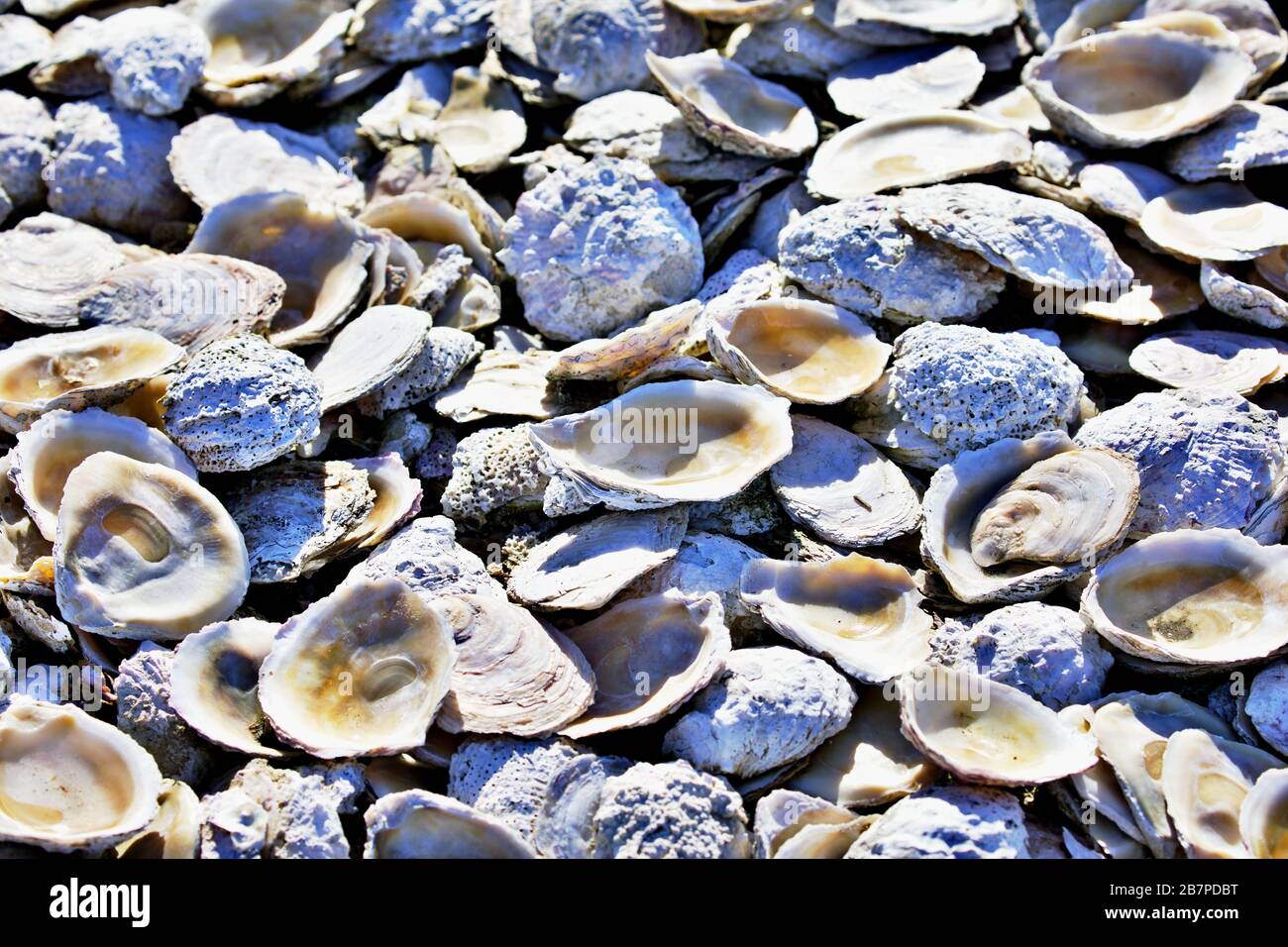 shell covered ground Stock Photo - Alamy