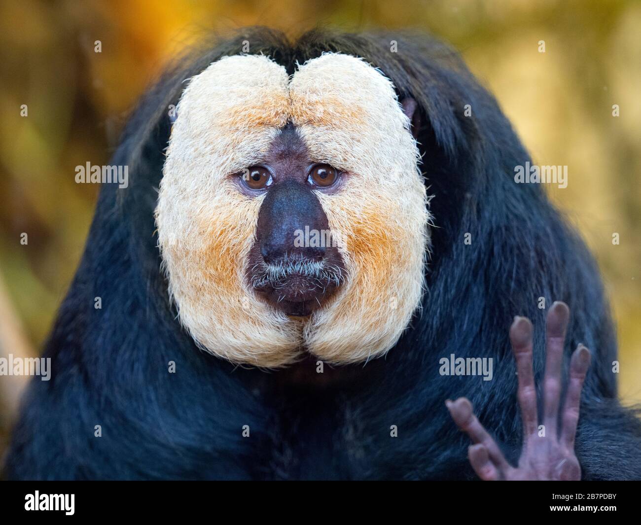 White-faced saki Pithecia pithecia Captive portrait Stock Photo - Alamy