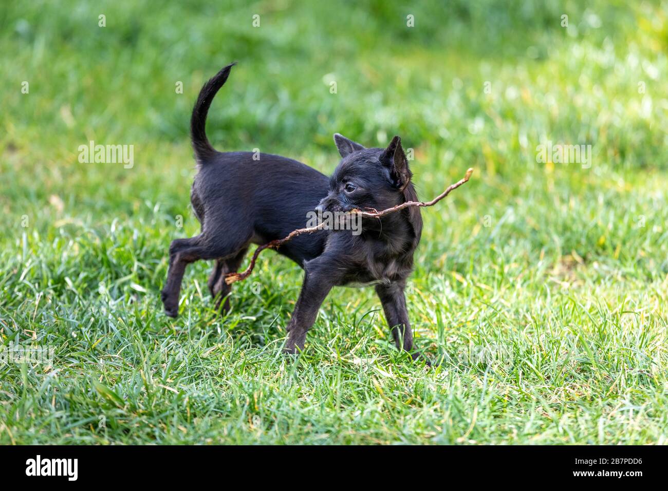 Cute black puppy portrait, Chipoo puppy Stock Photo - Alamy