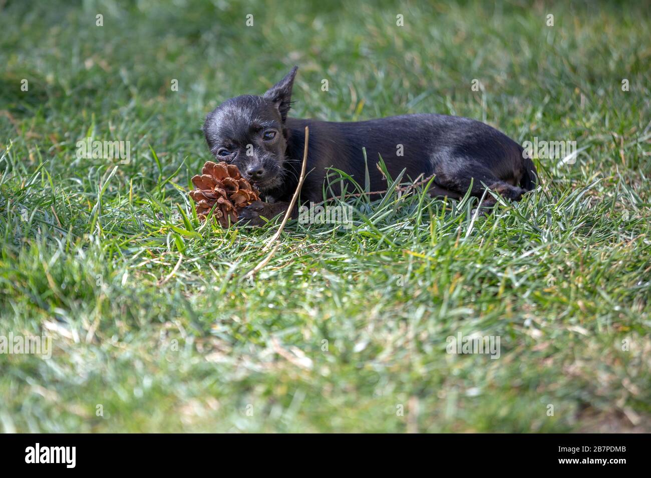 Chipoo dog hi-res stock photography and images - Alamy