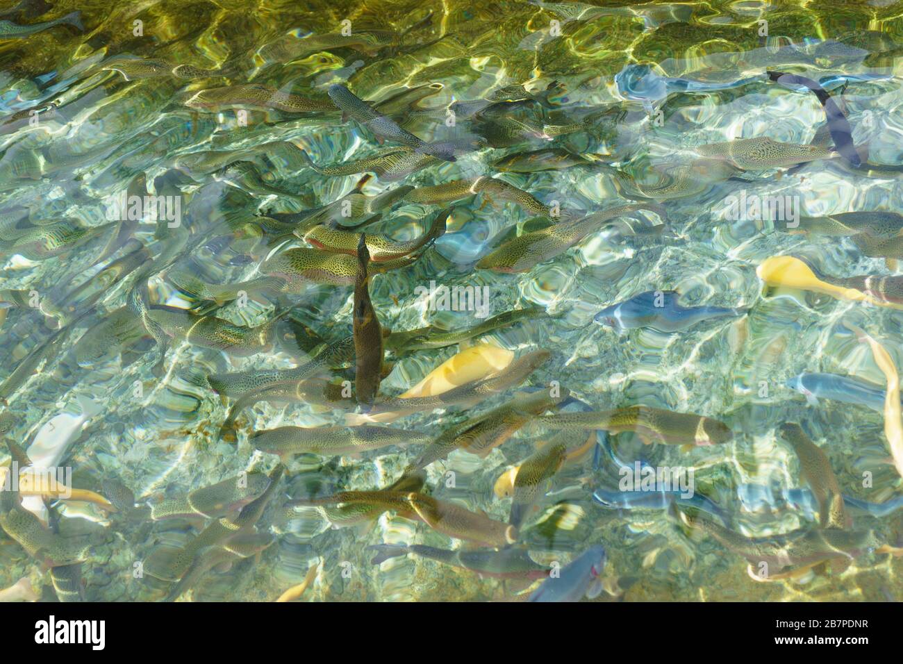 Mutant colorful specimen of rainbow trout in the pond. White, blue ...