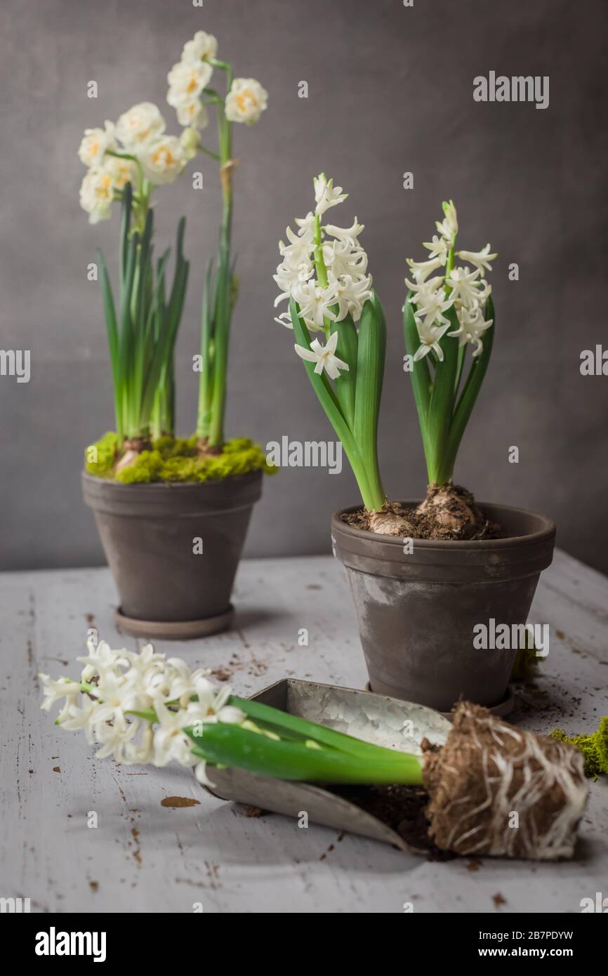 Composition with white hyacinths potted on wooden background, March 8 ...