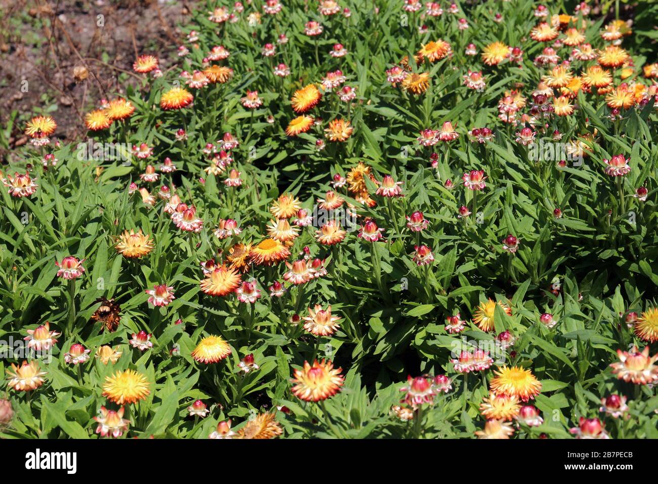 A flowerbed of bi-color Strawflowers, Xerochrysum bracteatum in various ...