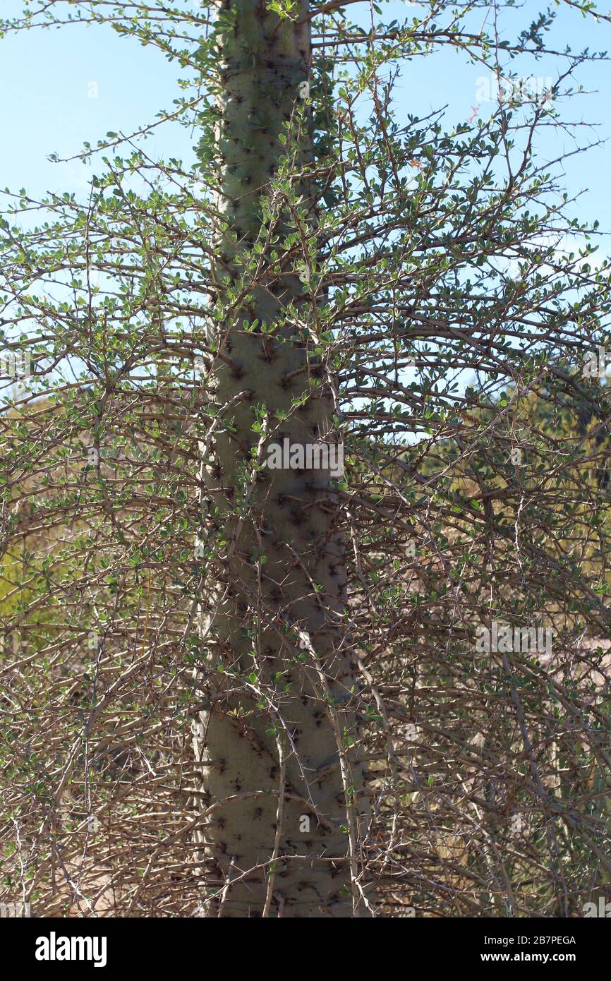 Close up of the trunk of a Boojum tree with its many branches in ...