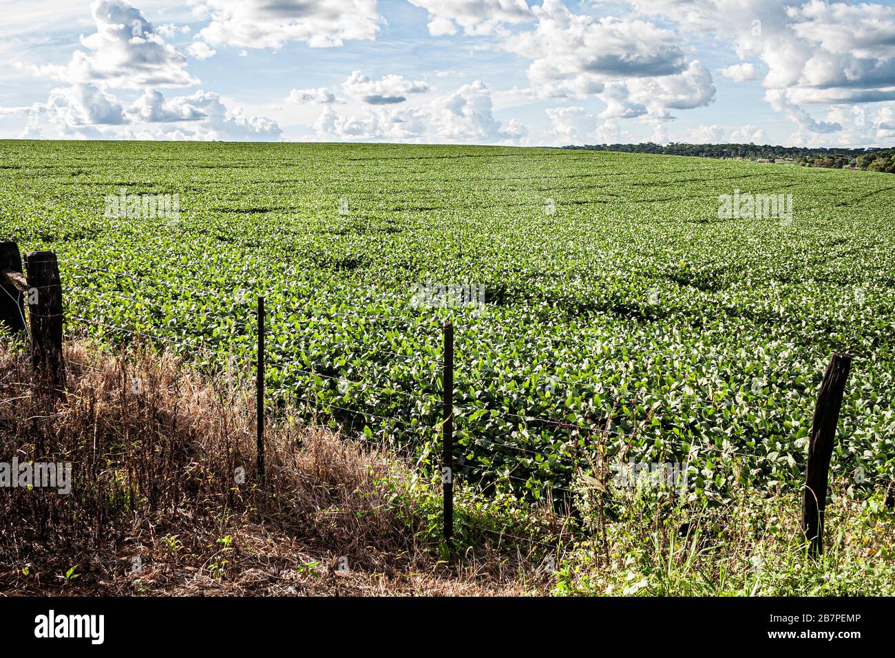 Soybean field in countryside of southern Brazil. Guatambu, Santa ...