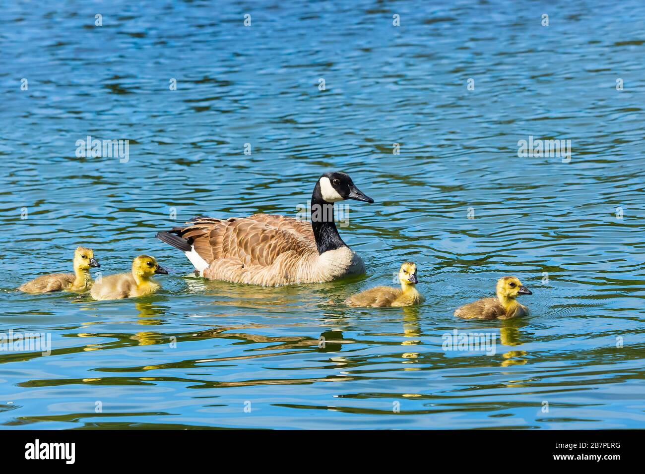 Mom goose with 4 baby gooses Stock Photo - Alamy