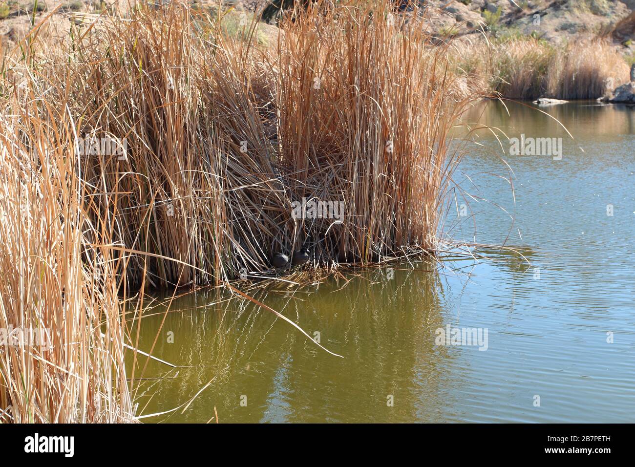 Cattails in an oasis in the Sonoran Desert of Superior, Arizona, USA ...