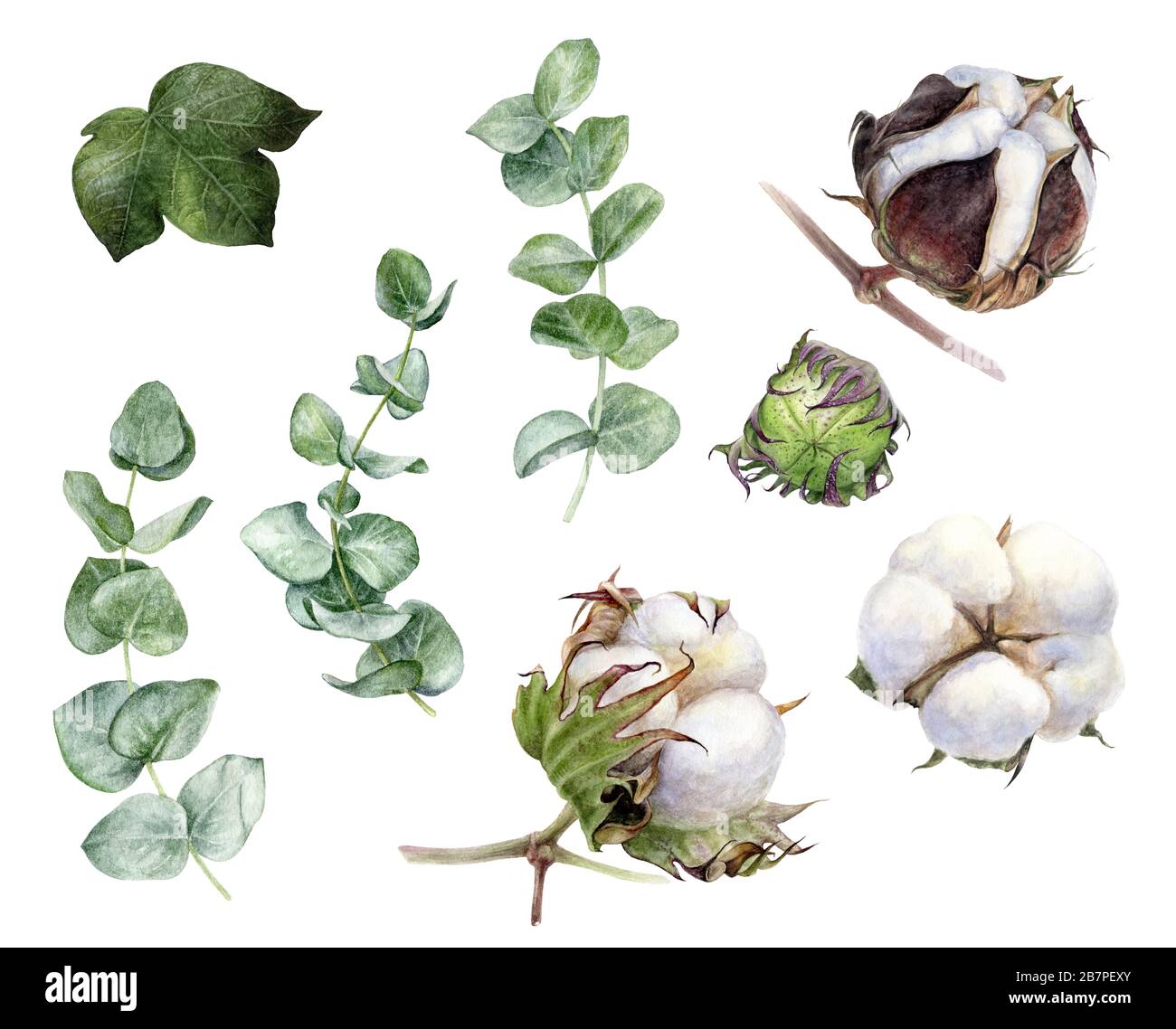 Cotton Plant Painting