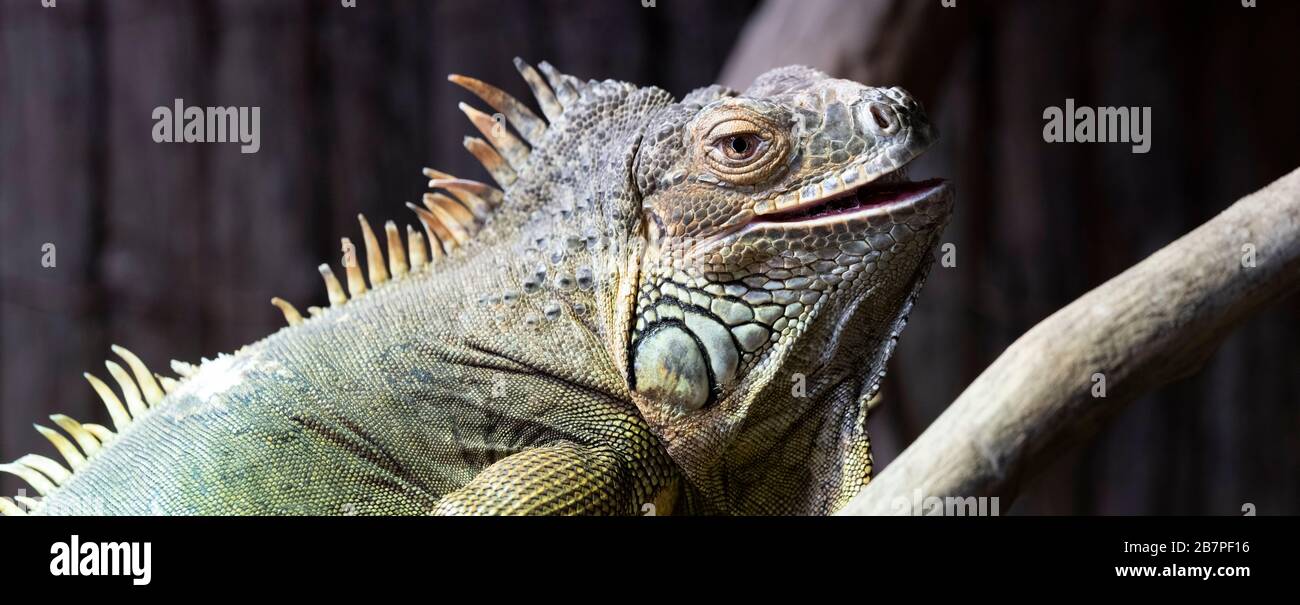 The iguana snake hi-res stock photography and images - Alamy